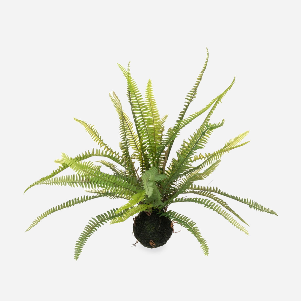 Boston Fern Soil Ball – BluBambu Living